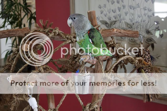 Manila Rope Net | Avian Avenue Parrot Forum