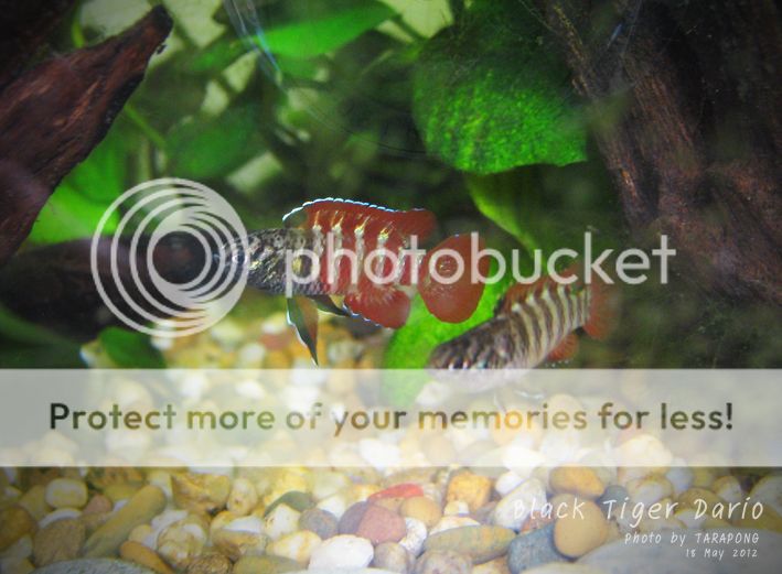 เอาภาพลูกปลามาเพิ่มให้ชมกันครับ Dario sp. 'Myanmar' หน้า 2 นะ