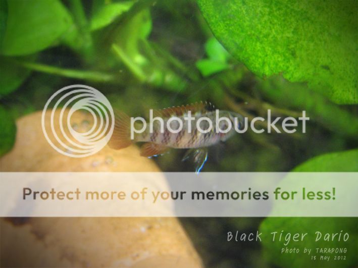 เอาภาพลูกปลามาเพิ่มให้ชมกันครับ Dario sp. 'Myanmar' หน้า 2 นะ