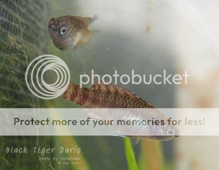 เอาภาพลูกปลามาเพิ่มให้ชมกันครับ Dario sp. 'Myanmar' หน้า 2 นะ