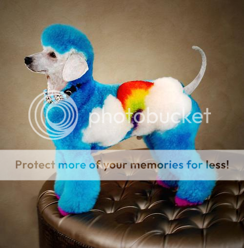 Pretty/Crazy Poodle Grooming | Poodle Forum