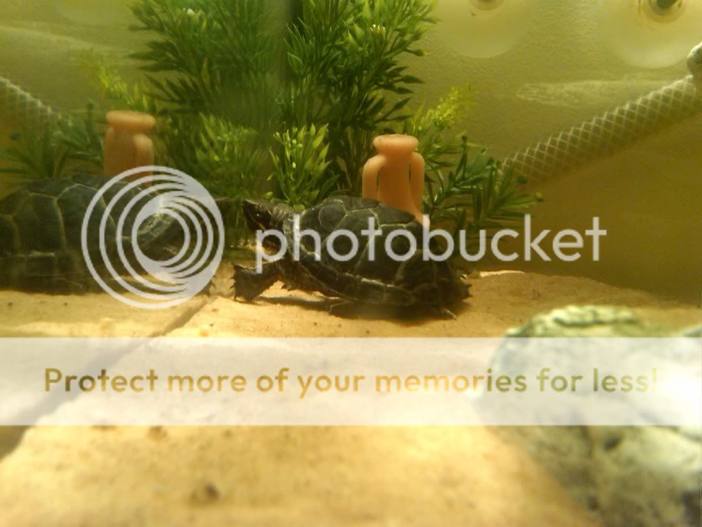 My Critters. | Reptile Forums