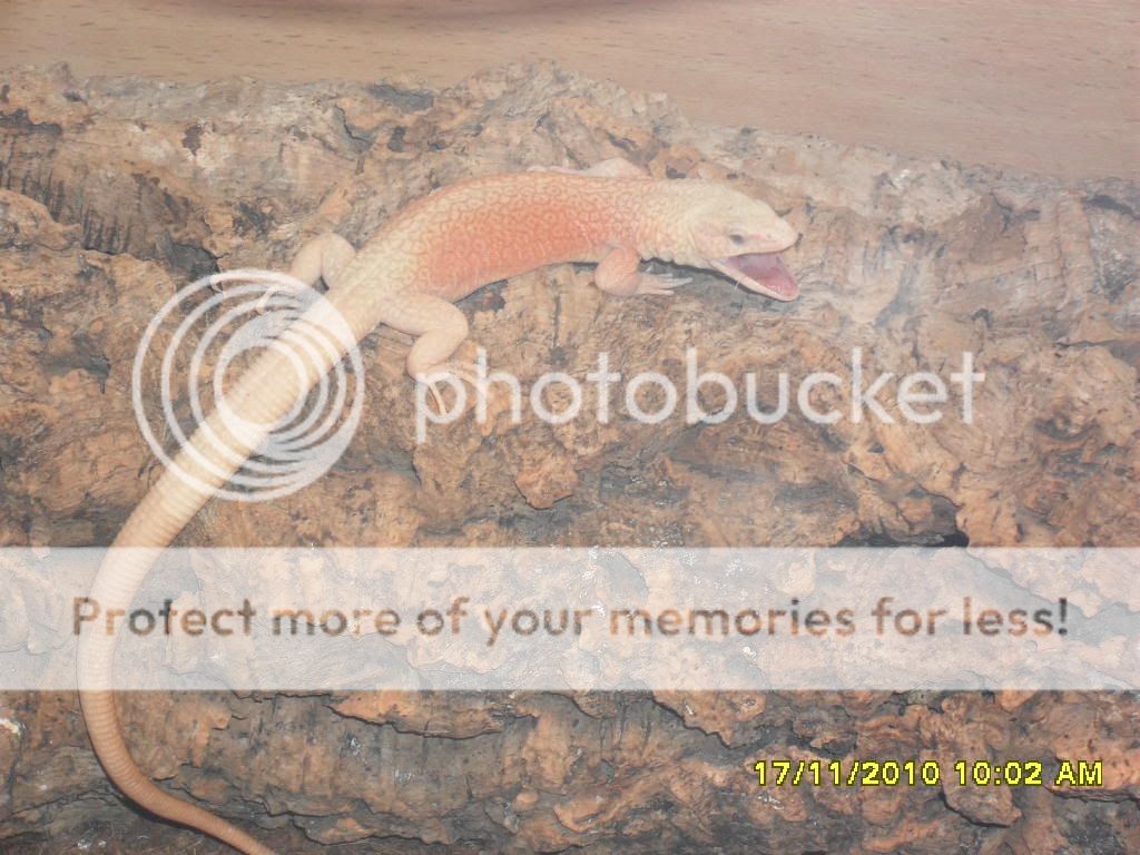 Ackie, Storrs, Peacock or Timor? | Reptile Forums