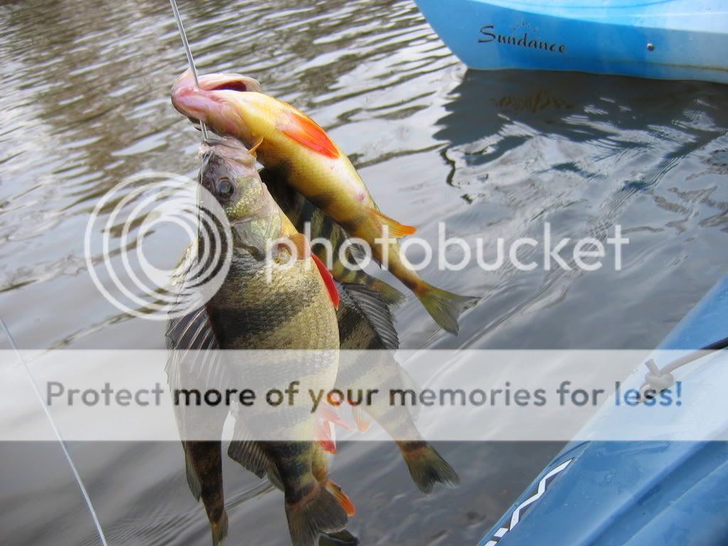 Mattaponi Ring Perch