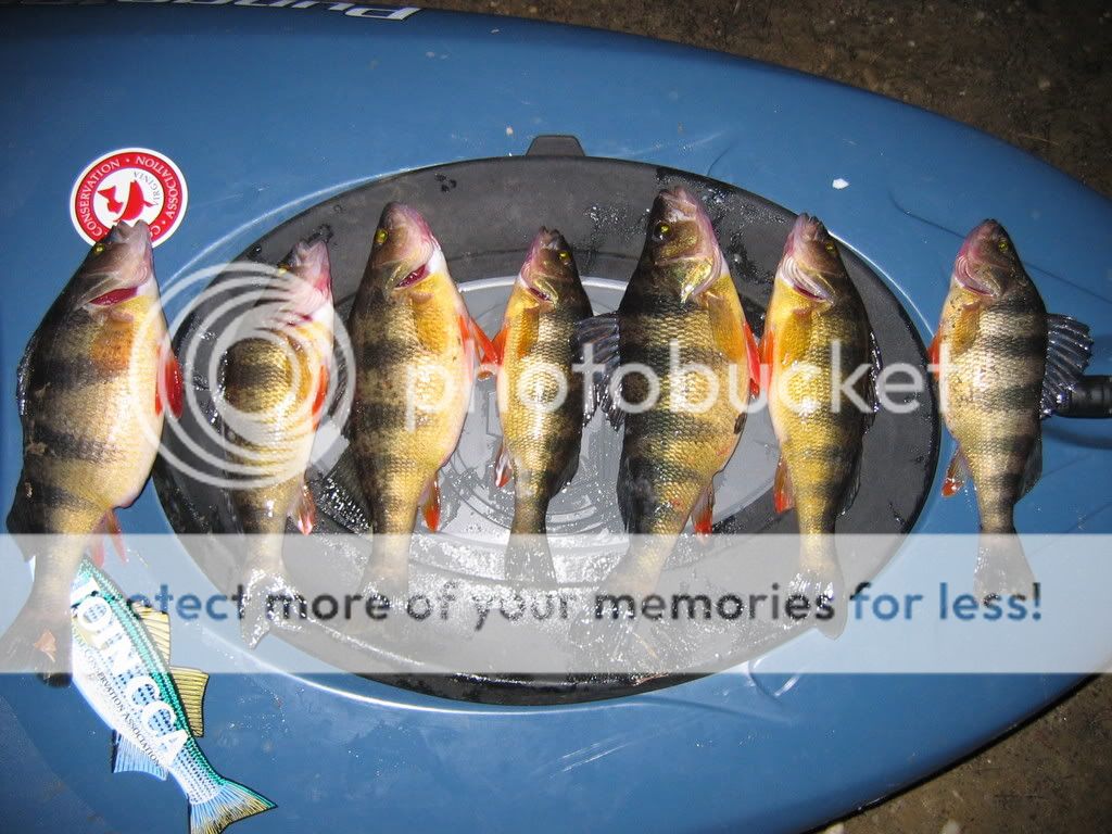 Mattaponi Ring Perch